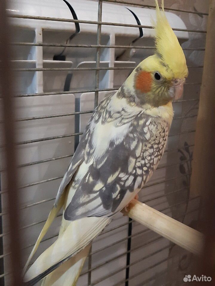 Корелла самка