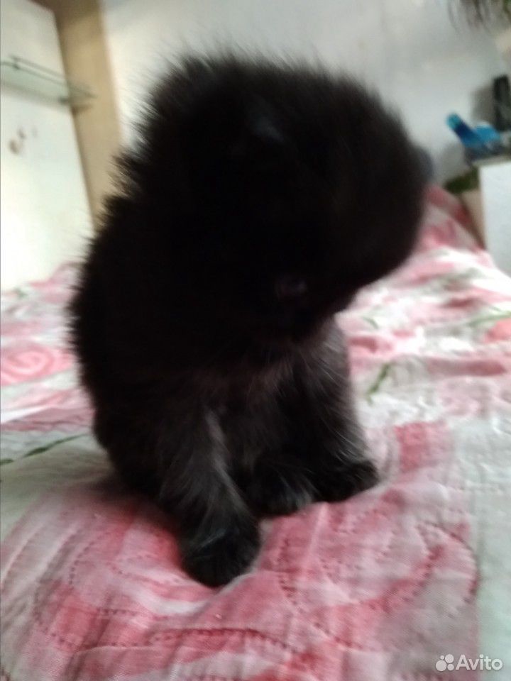 Котенок