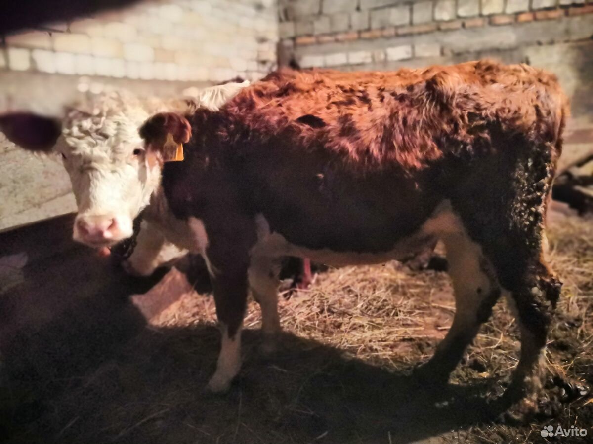 Телка герефорд