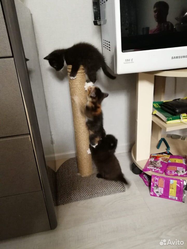 Классные котята, очень весёлые и бодрые. Скучать н