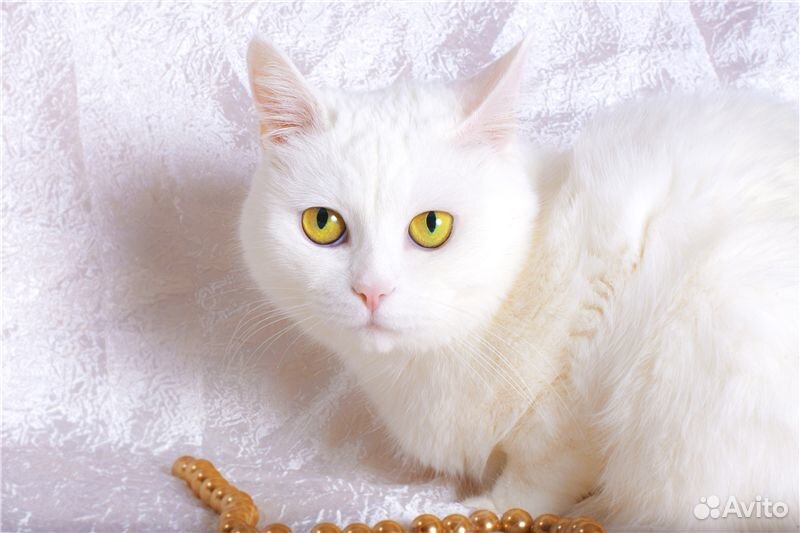 Молодая кошечка Леся ищет дом)