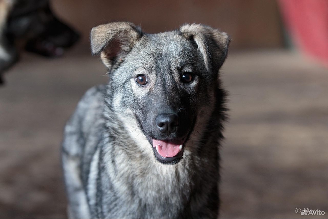 Шеннон, влюблённая в людей