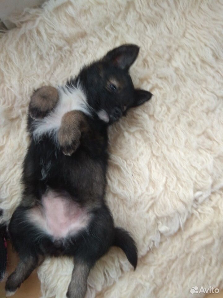 Щенюля-малышуля