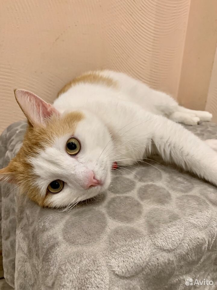 Котик Вася 1,5 года