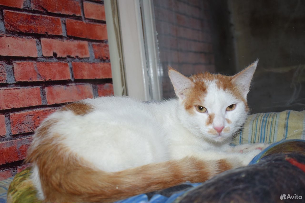 Котёнок Левушка 7 мес ищет дом