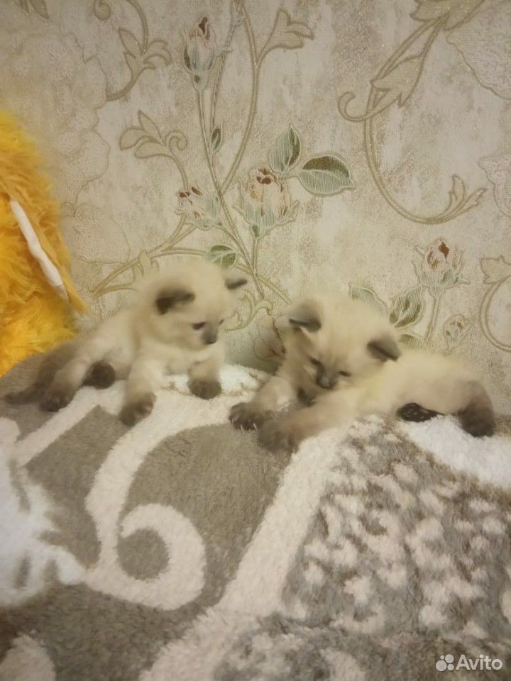 Братишки-шалунишки