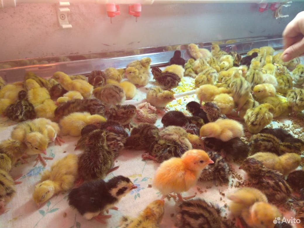 Перепелята