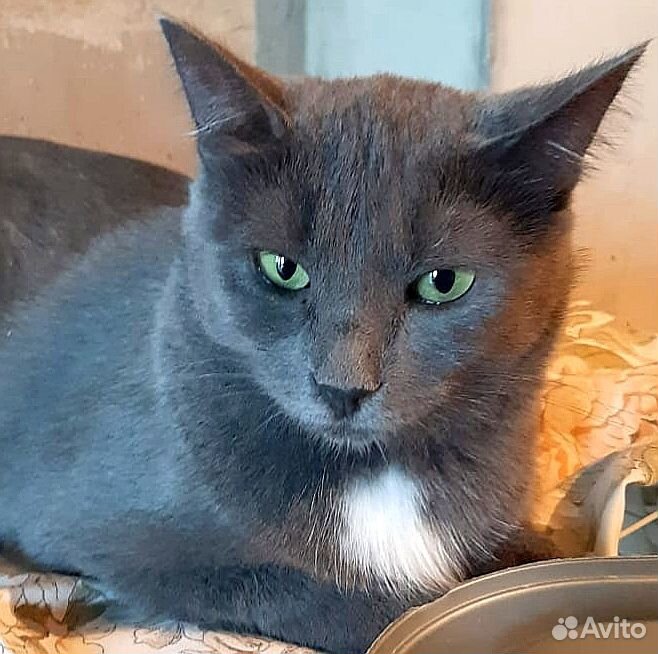 Метисы русской голубой. Кошечка Регина