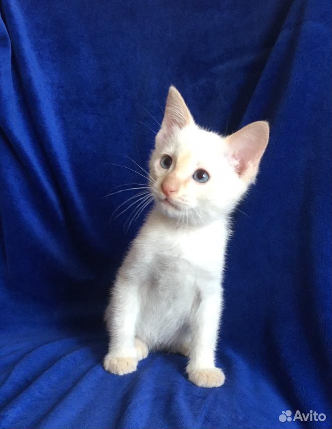 Котенок - меконгский бобтейл