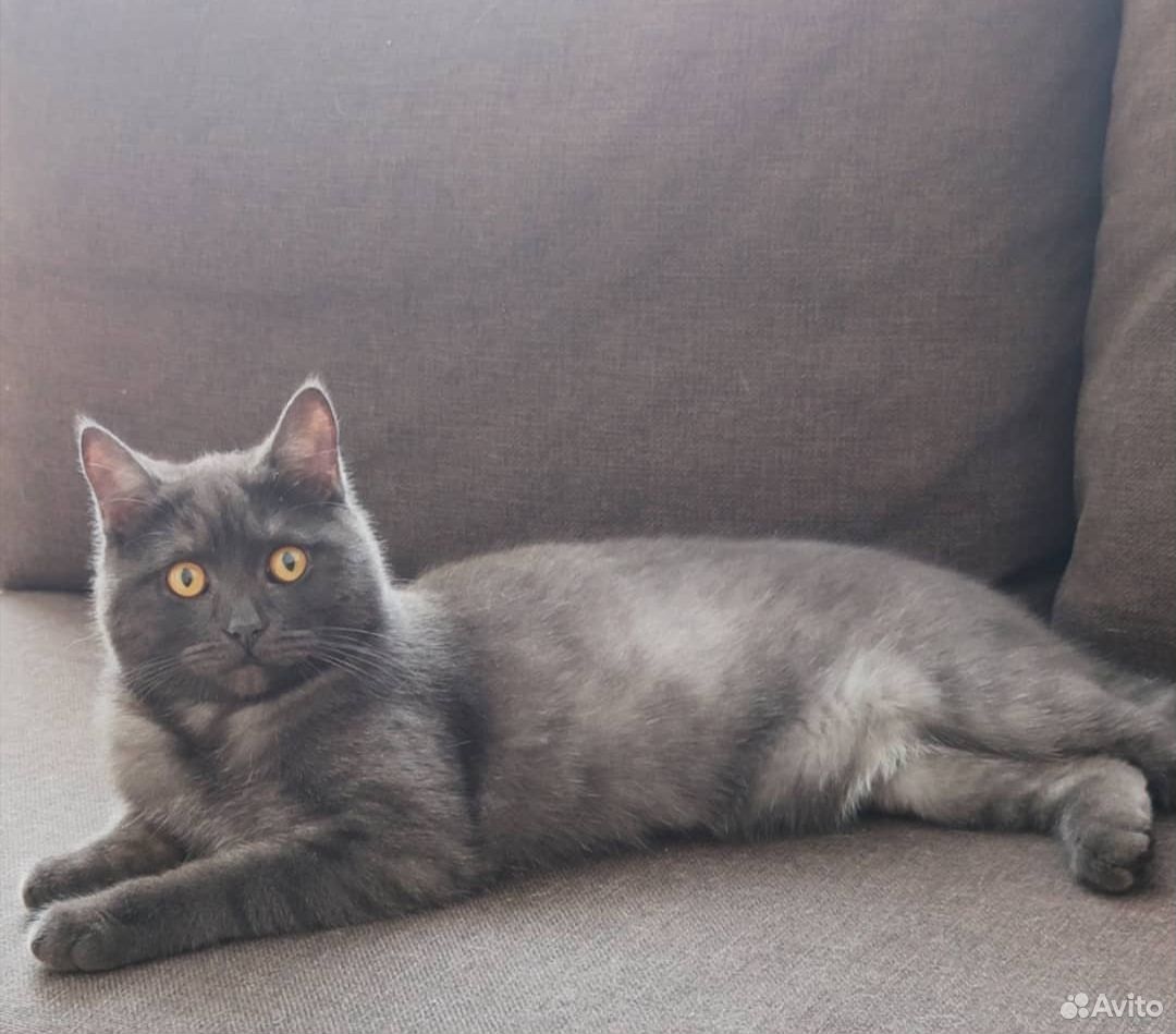 Пропала кошечка