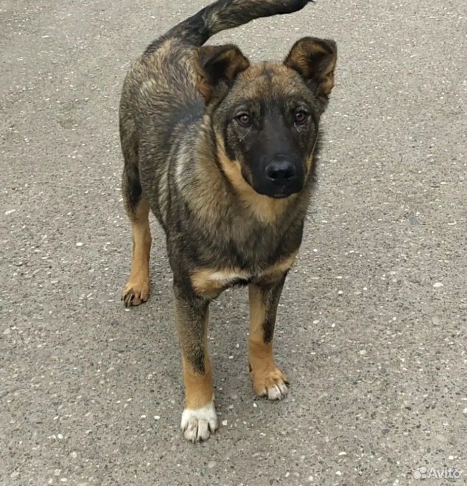Помесь с немецкой овчаркой в добрые руки