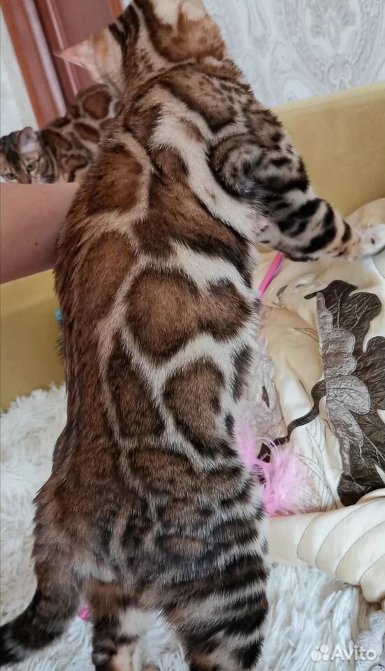 Роскошный парень