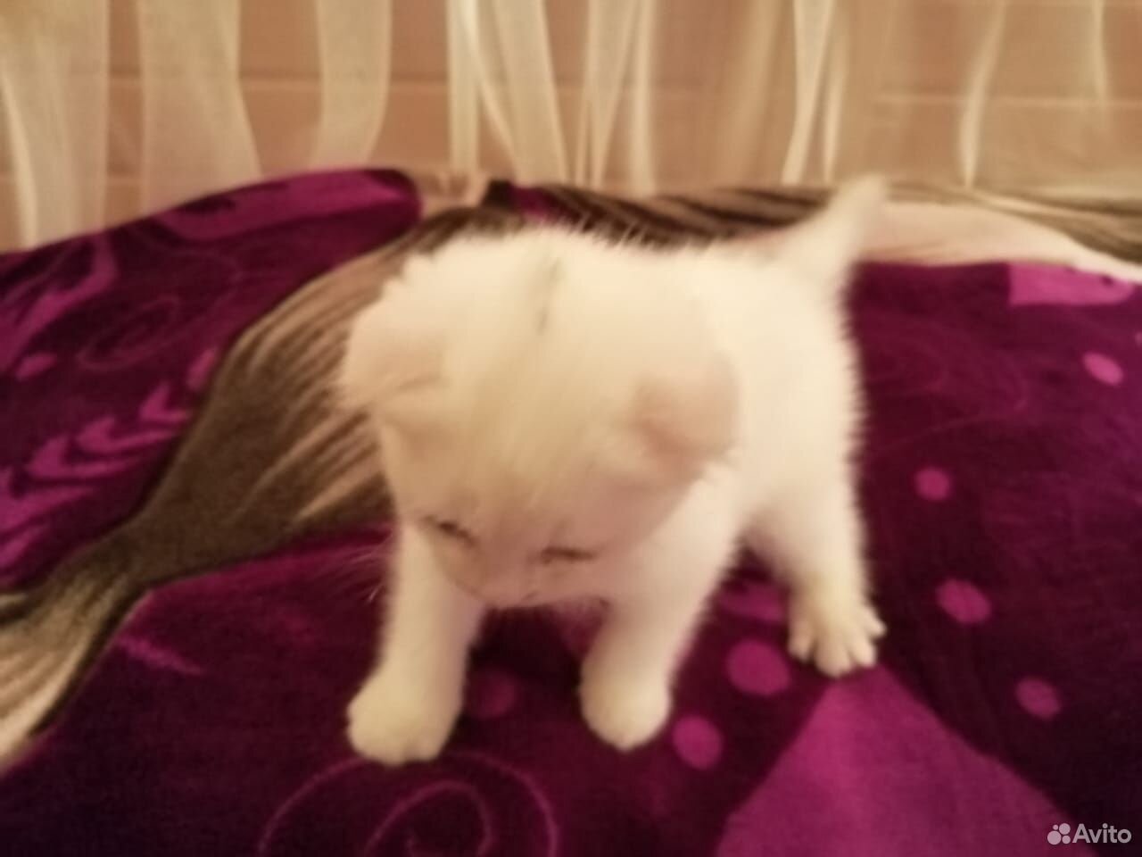 Шотландские вислоухие котята шалунята