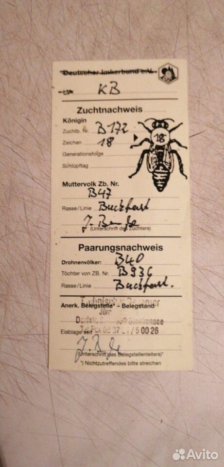 Матки пчелы Карника, Бакфест