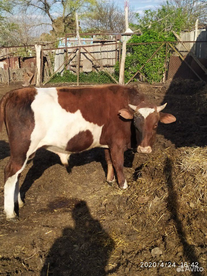 Бычек 1.8 - 2 года