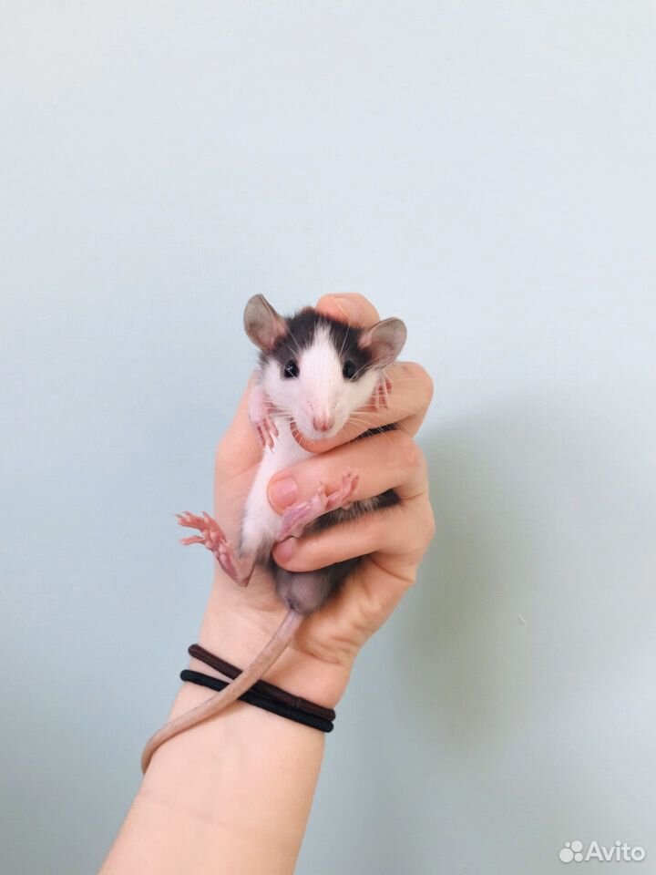 Крыса, крысенок дамбо. Хаски. Husky