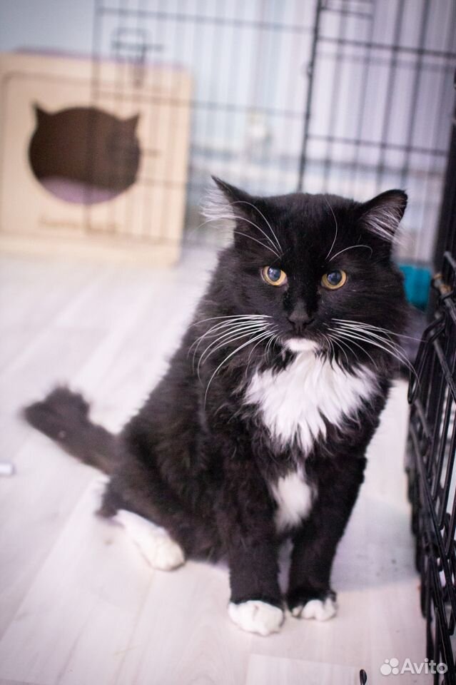 Котя в добрые руки