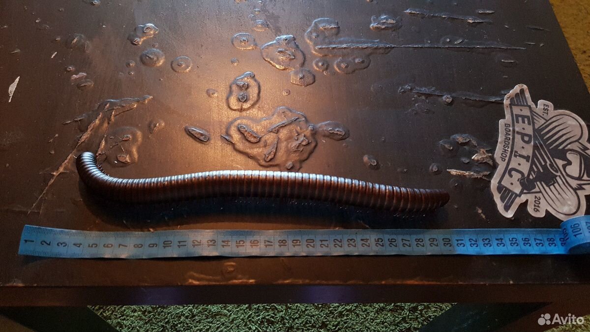 Кивсяк Archispirostreptus Gigas