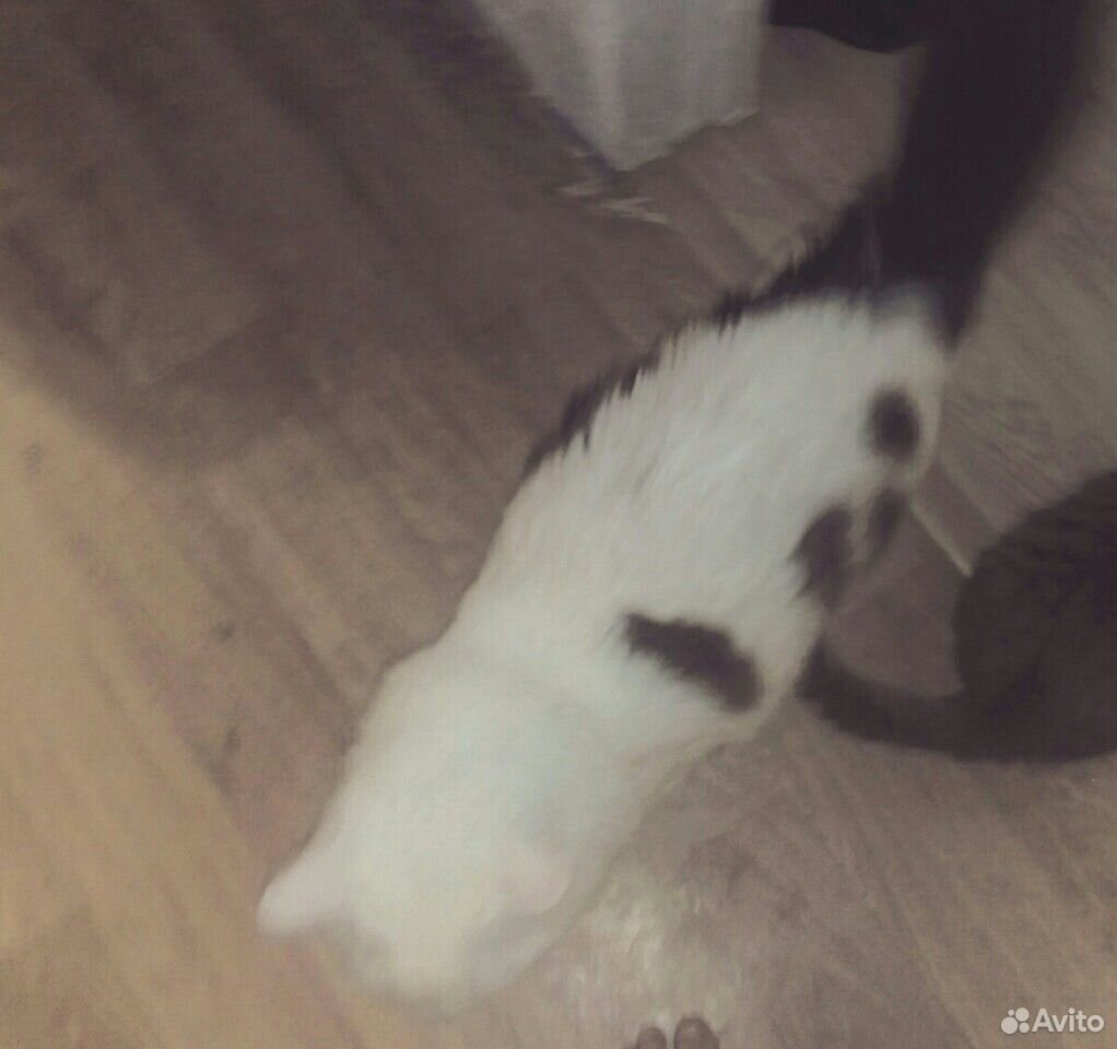Кот жирный(ласковый)