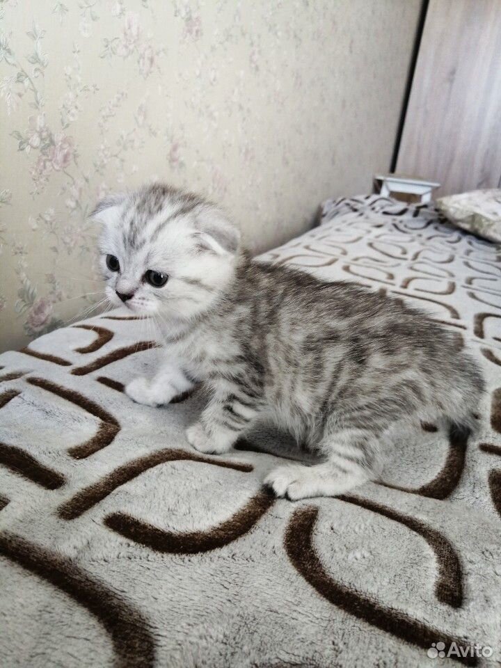 Шотландская