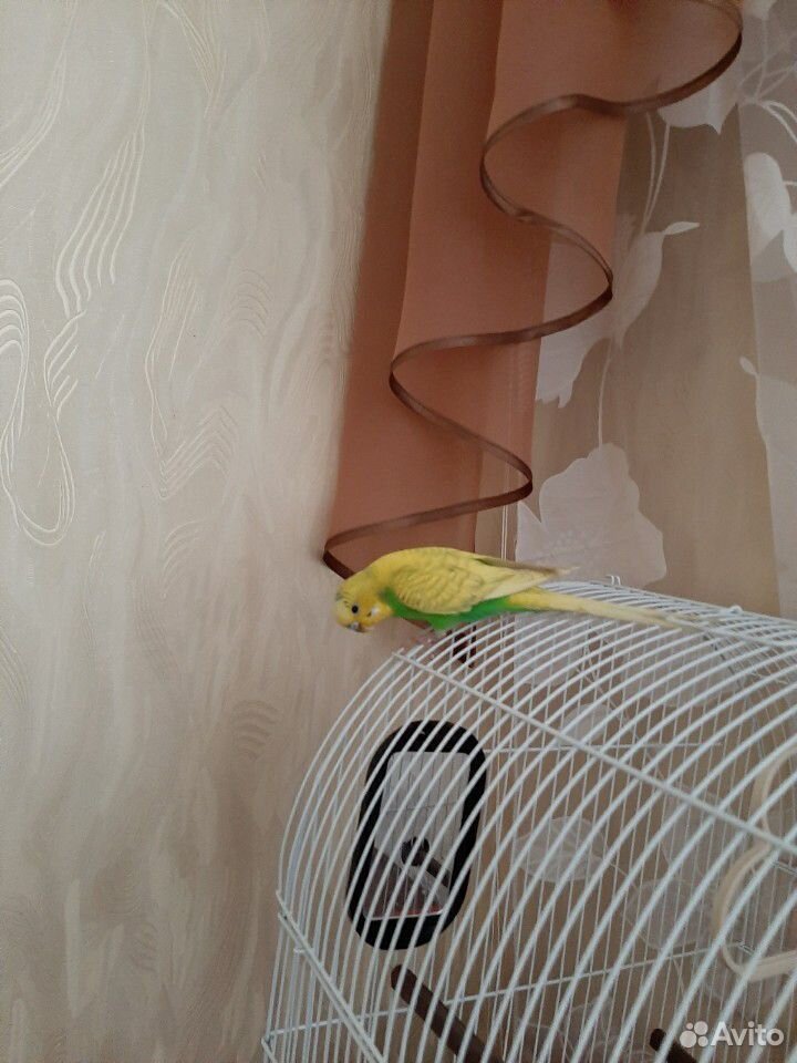 Отдам попугайчика