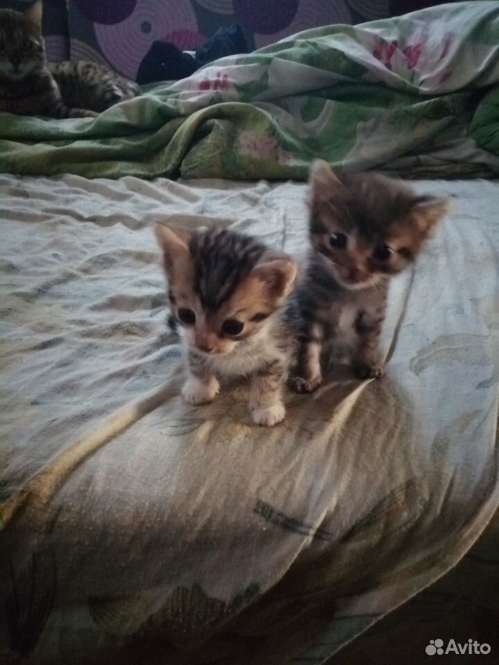 Отдам в добрые руки котят