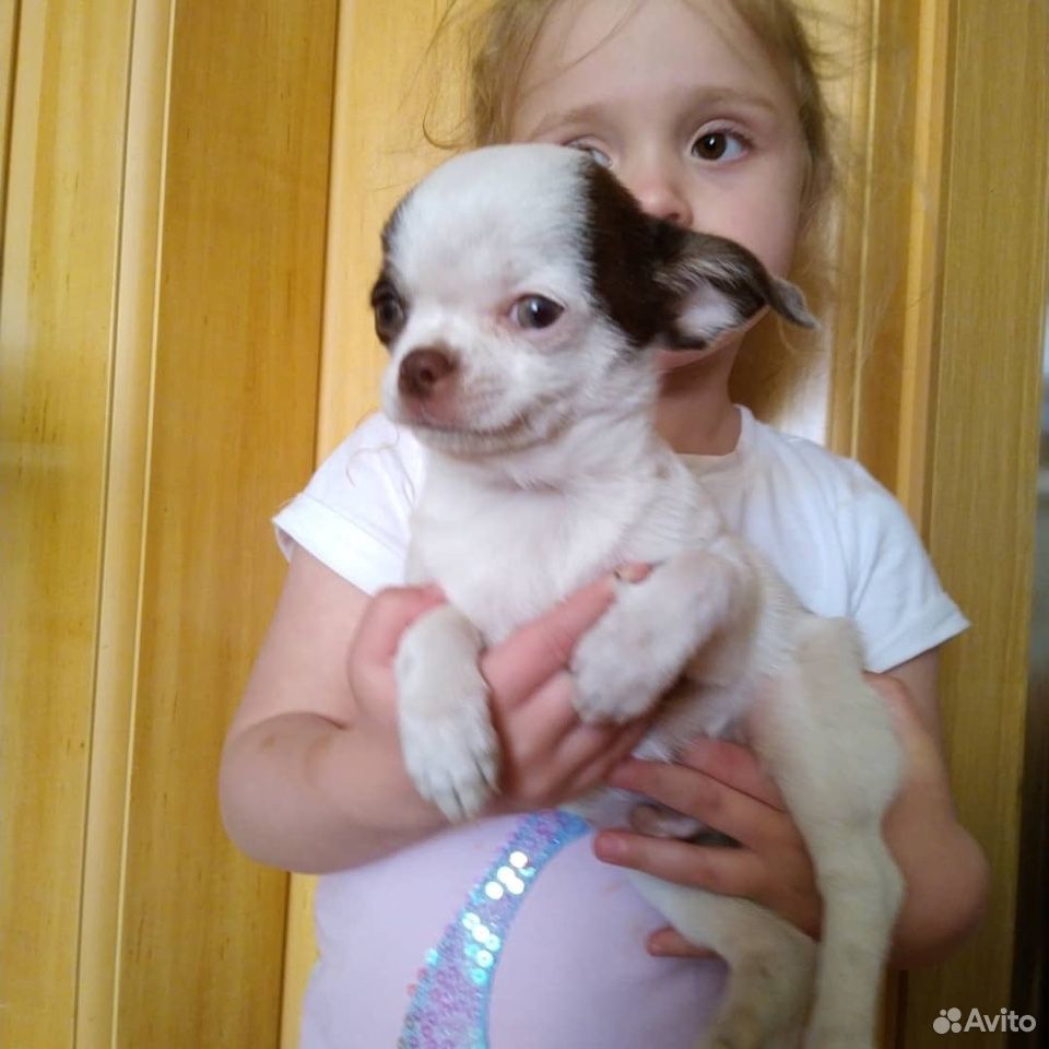 Чихуахуа