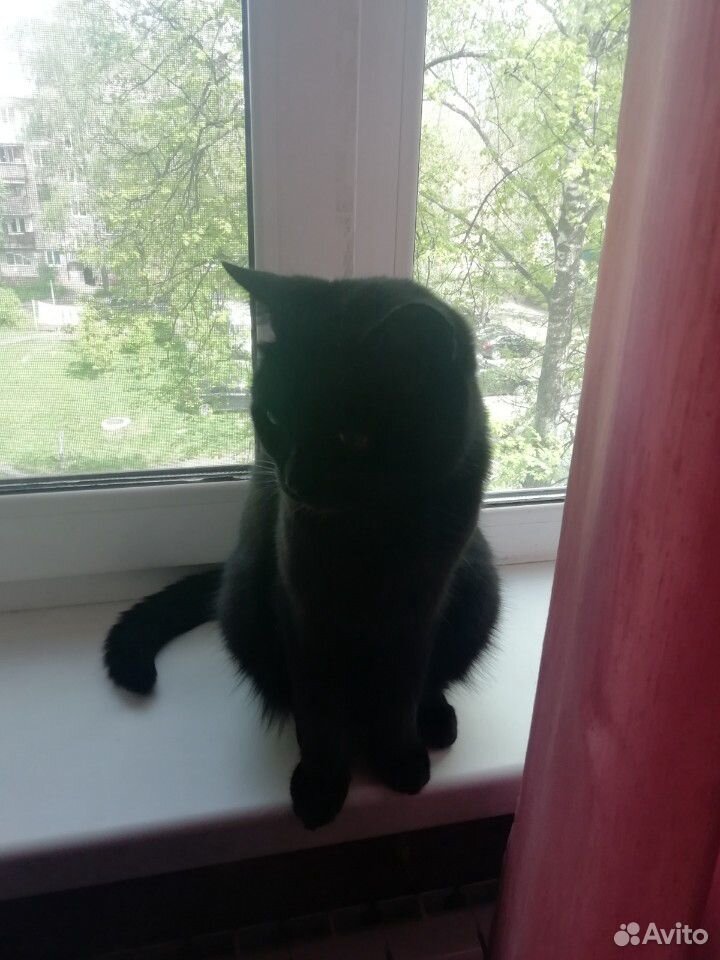 Кошка британка