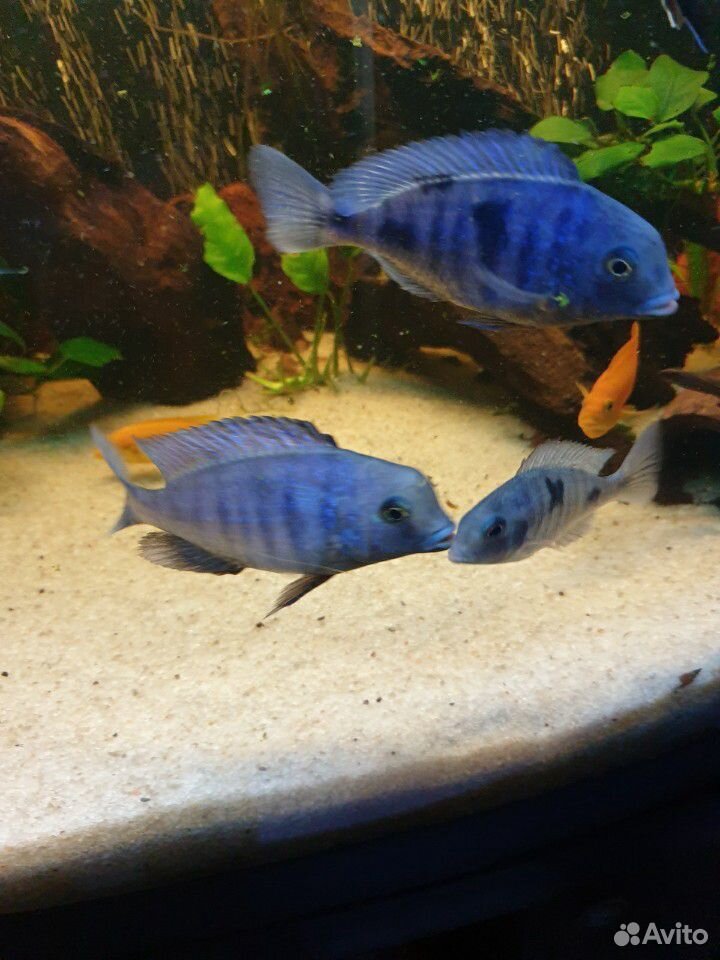 Голубой дельфин