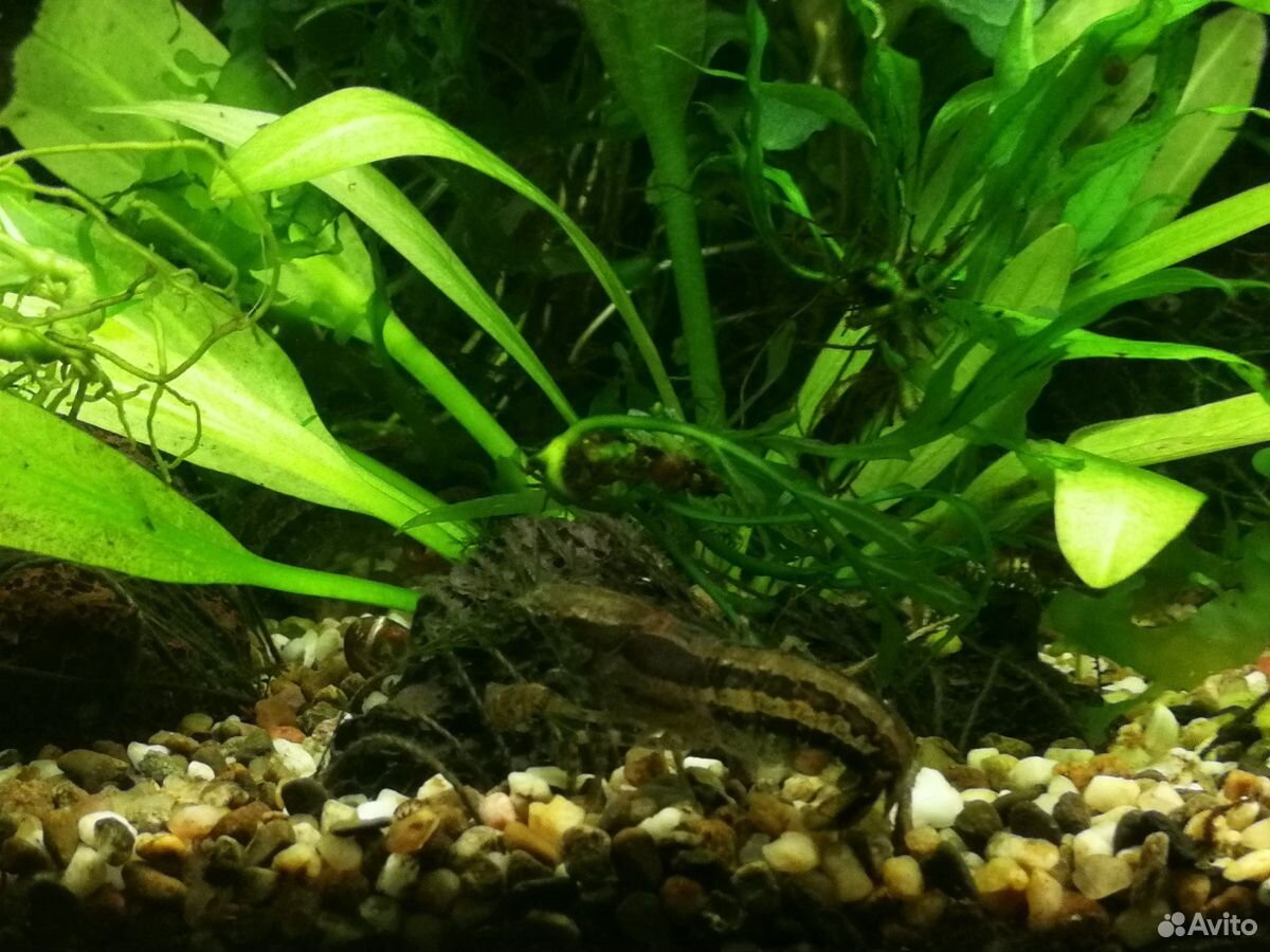 Аквариумные раки