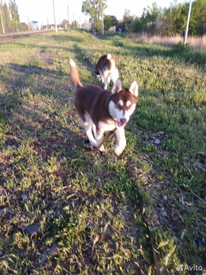 Красивый щенок хаски. РКФ