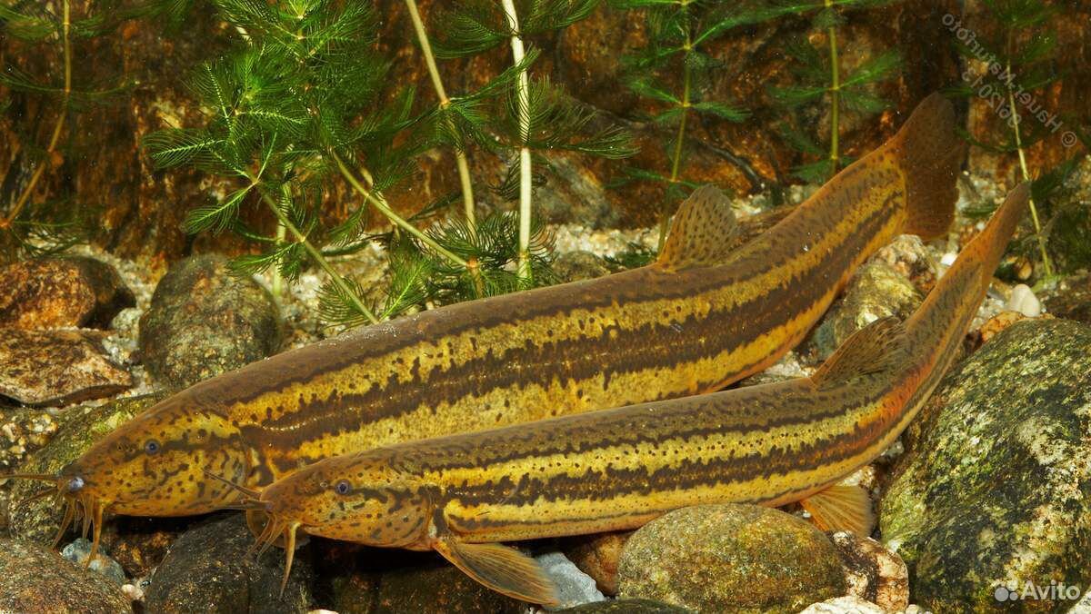 Вьюн рыба санитар для пруда