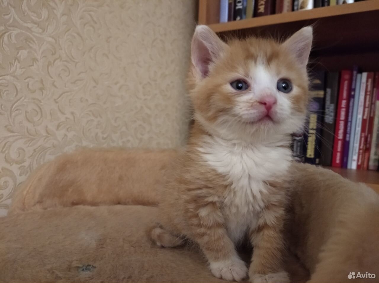 Котенок в добрые руки