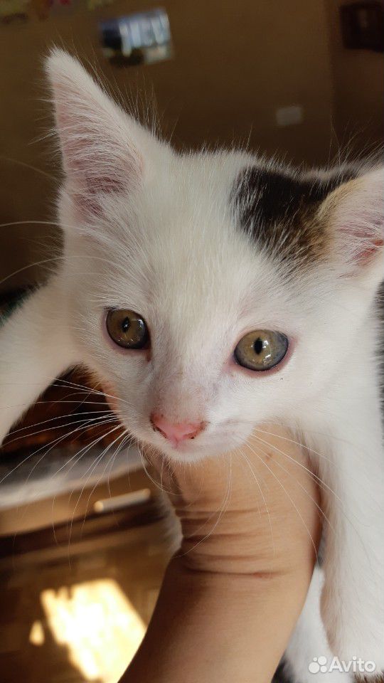 Котенок лоток на 5+ крыселов