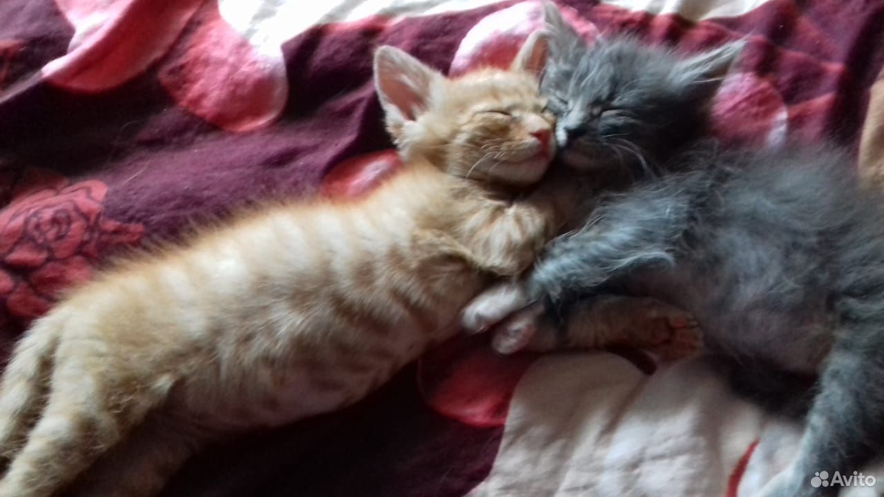 Любознательные крошки-котята в дар