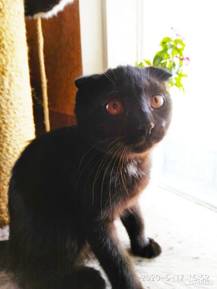Котик