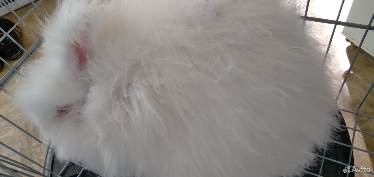 Кролик немецкая ангора чп
