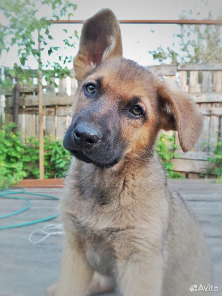 Щенок мальчишка