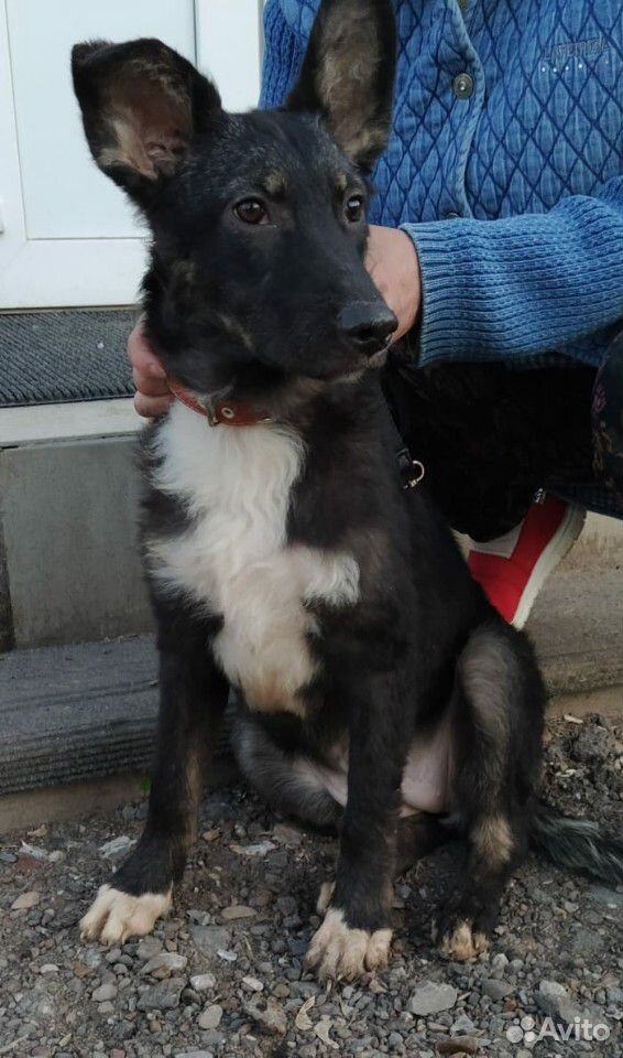 Щенок Адель, стерилизованная