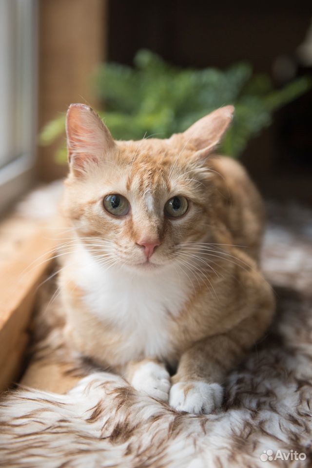 Красивый молодой котик Стивен