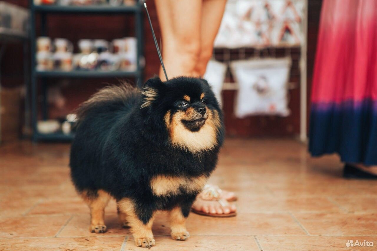 Шпиц. Кобель для вязки