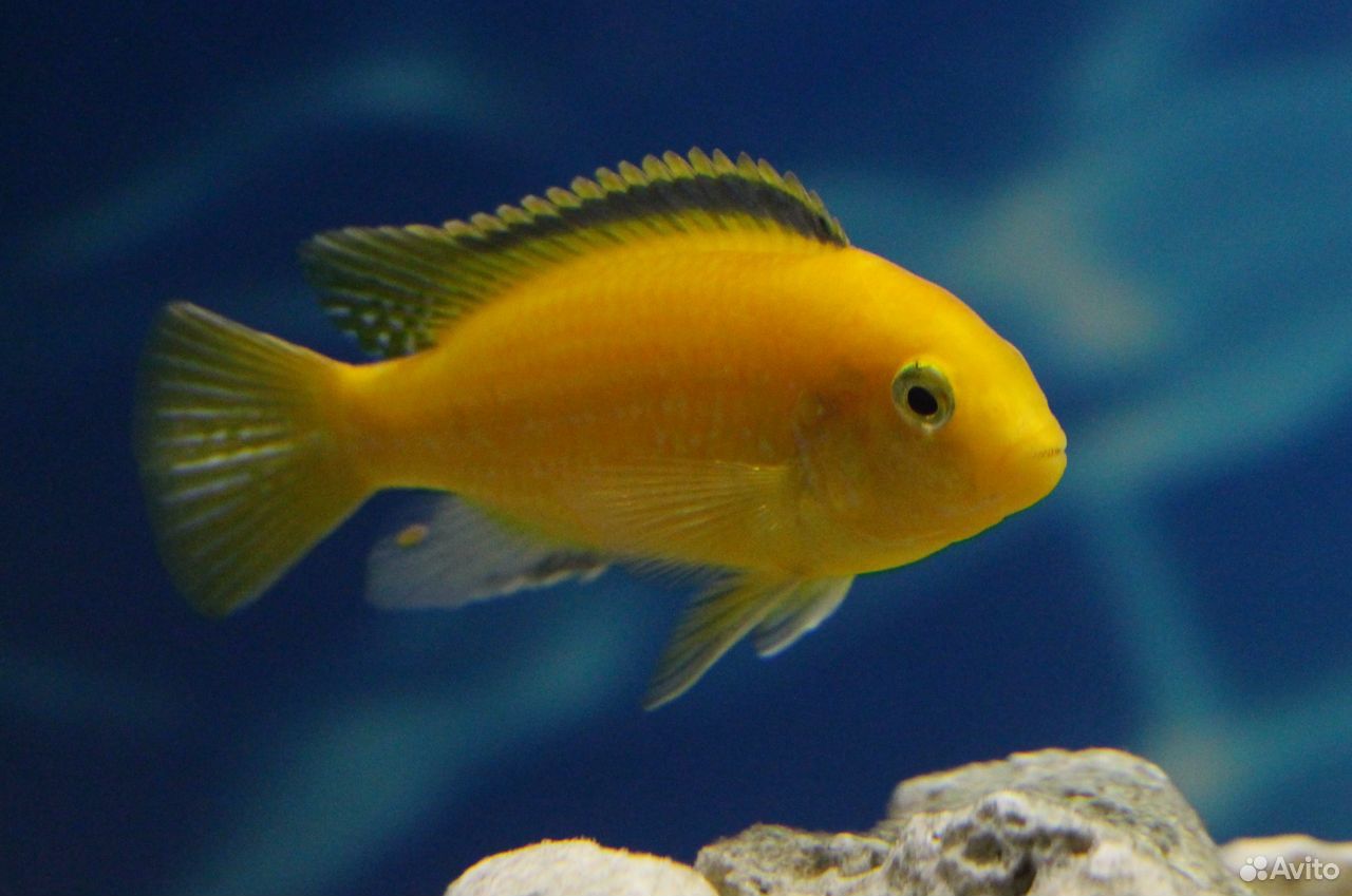 Рыба (цихлида) - Лабидохромис еллоу 1 шт