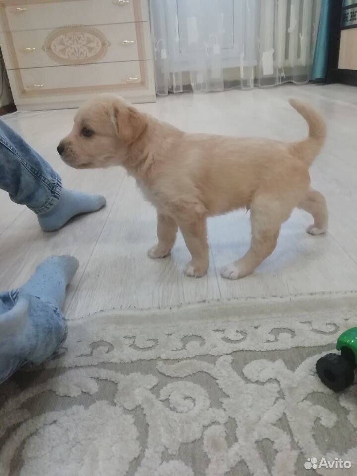 Продам милого щенка