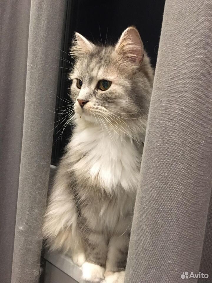 Люсьен. Шикарный котик в самые лучшие ручки