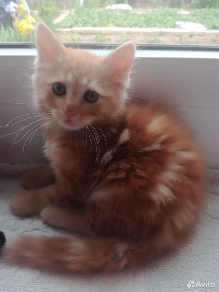 Котёнок пушистик