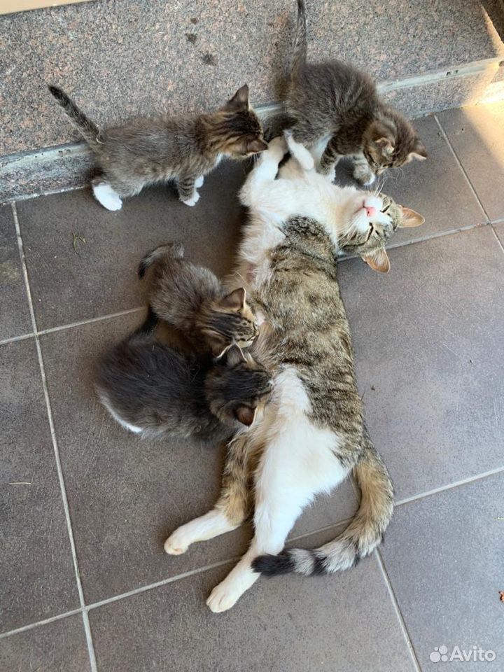 Отдам котят в добрые руки