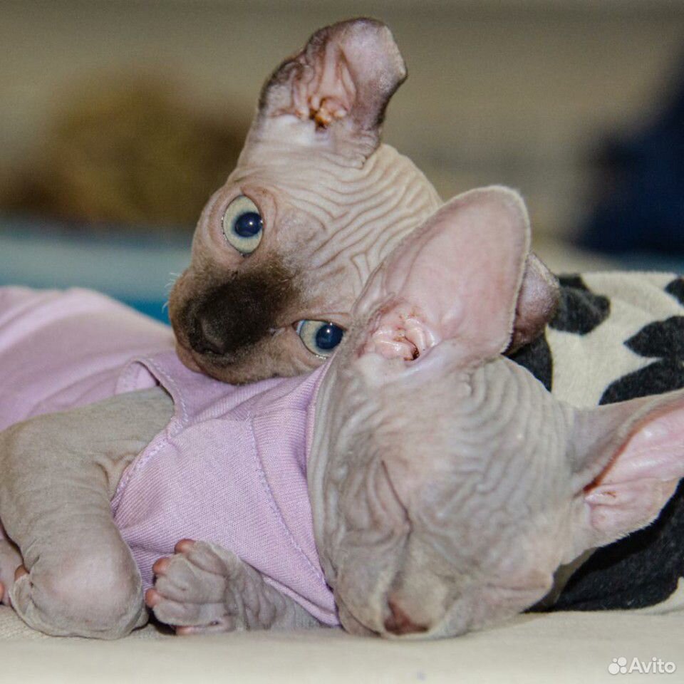 Эльфы котята и канадский сфинкс