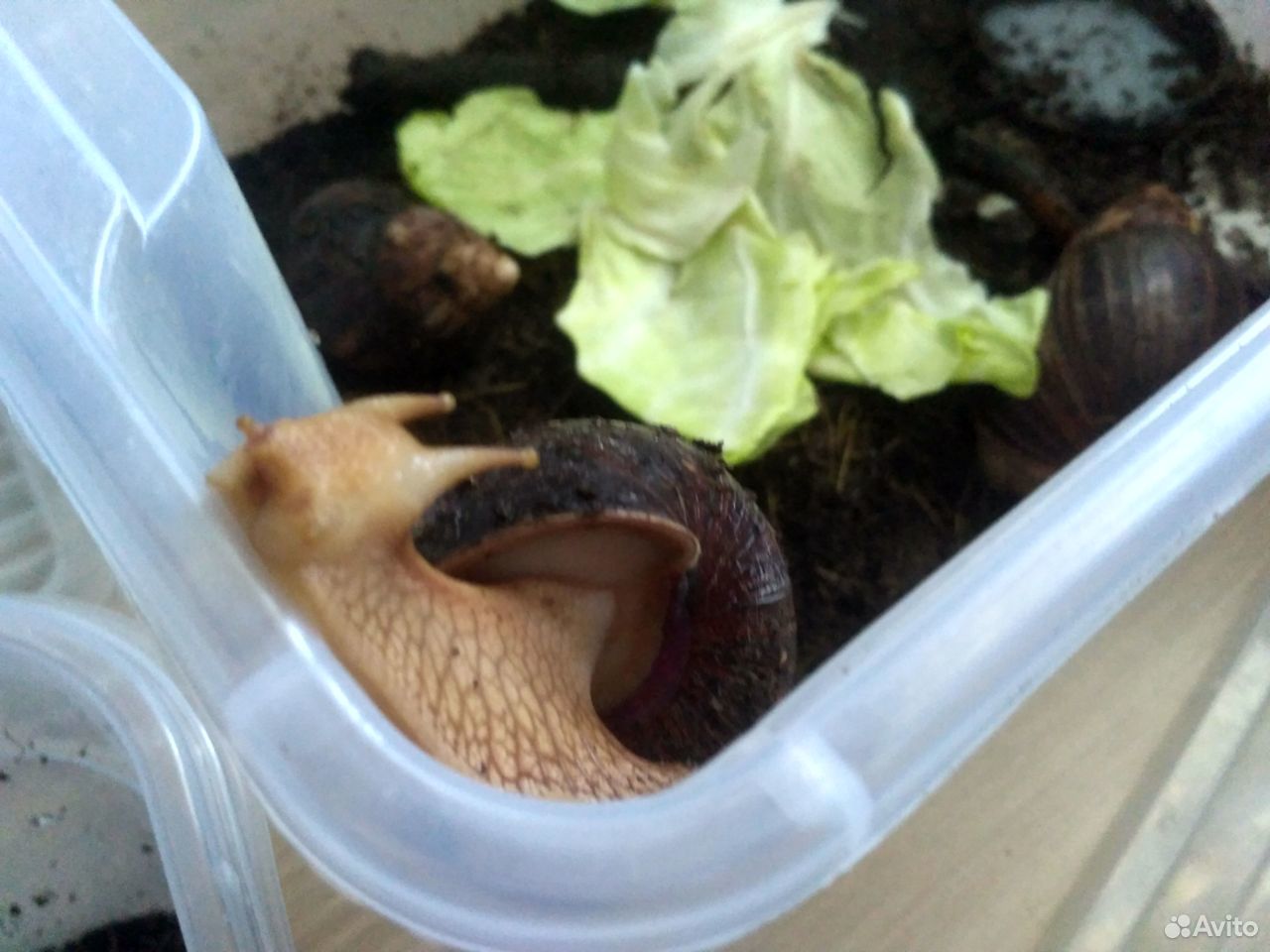 Улитки Ахатины в добрые руки