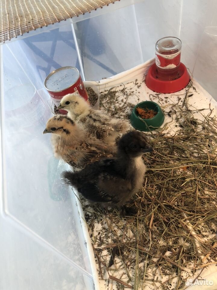 Цыплята китайской шёлковой курицы 3 шт