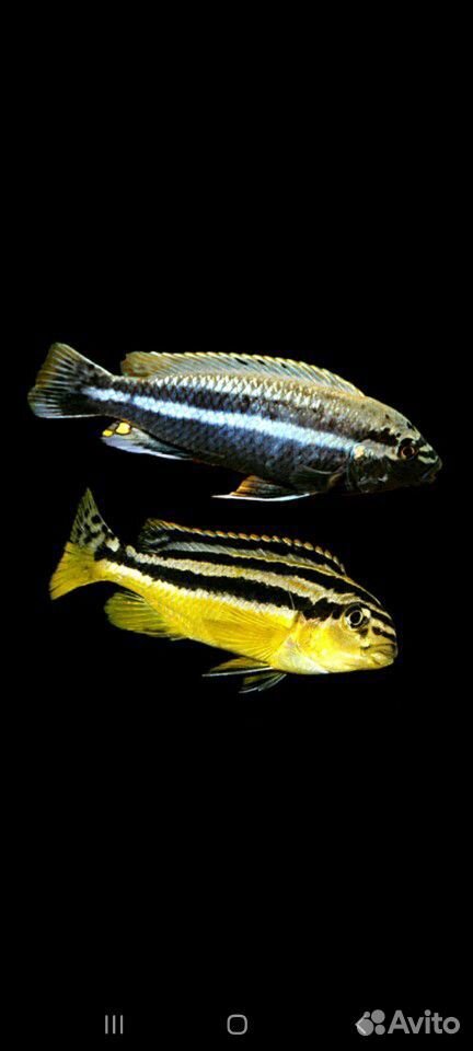 Меланохромис золотой